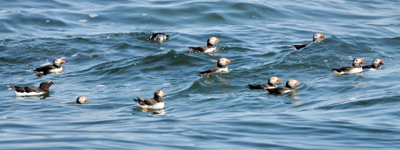 National Audubon Puffin Watch - from New Harbor | Hardy Boat